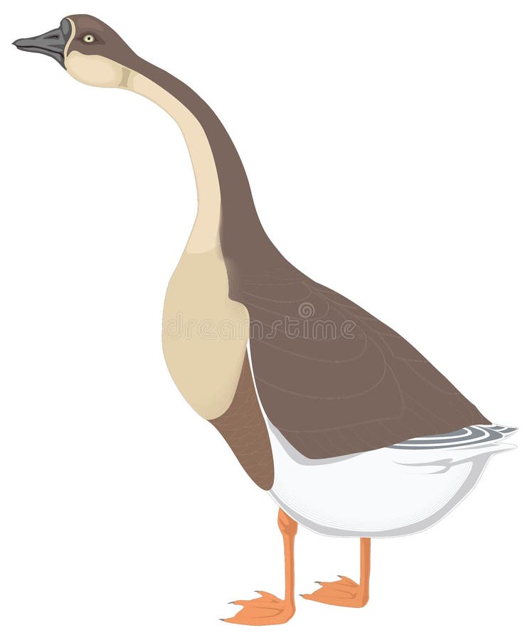 Brown Canada Goose Bird Vector Illustration Transparent Background ...
