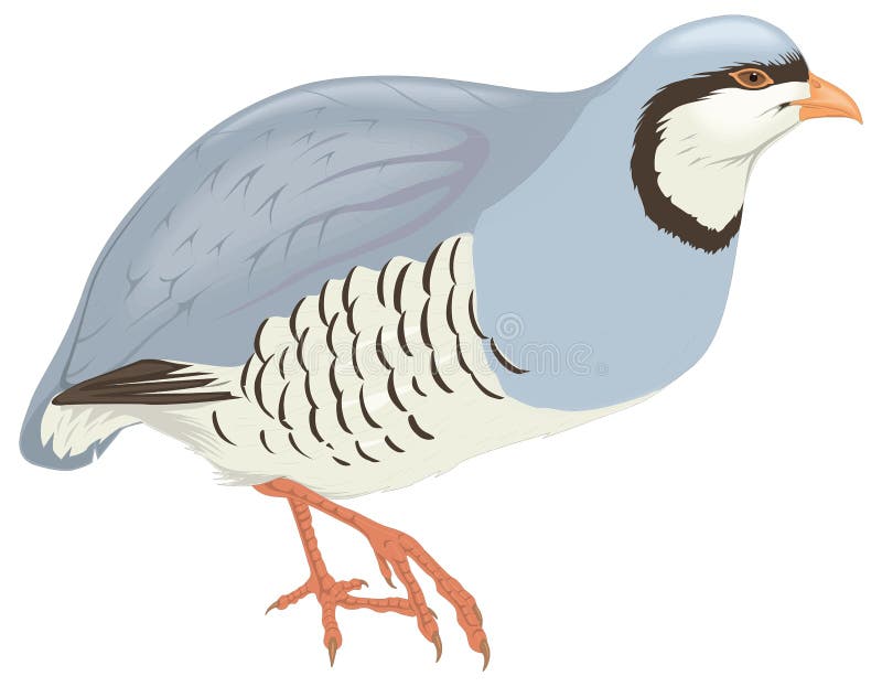 Partridge Stock Illustrations – 646 Partridge Stock Illustrations ...