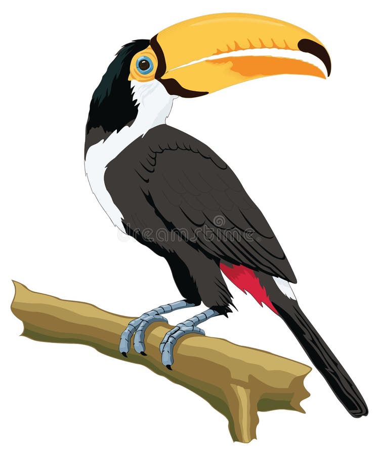 Toco Toucan Bird Stock Illustrations – 751 Toco Toucan Bird Stock ...