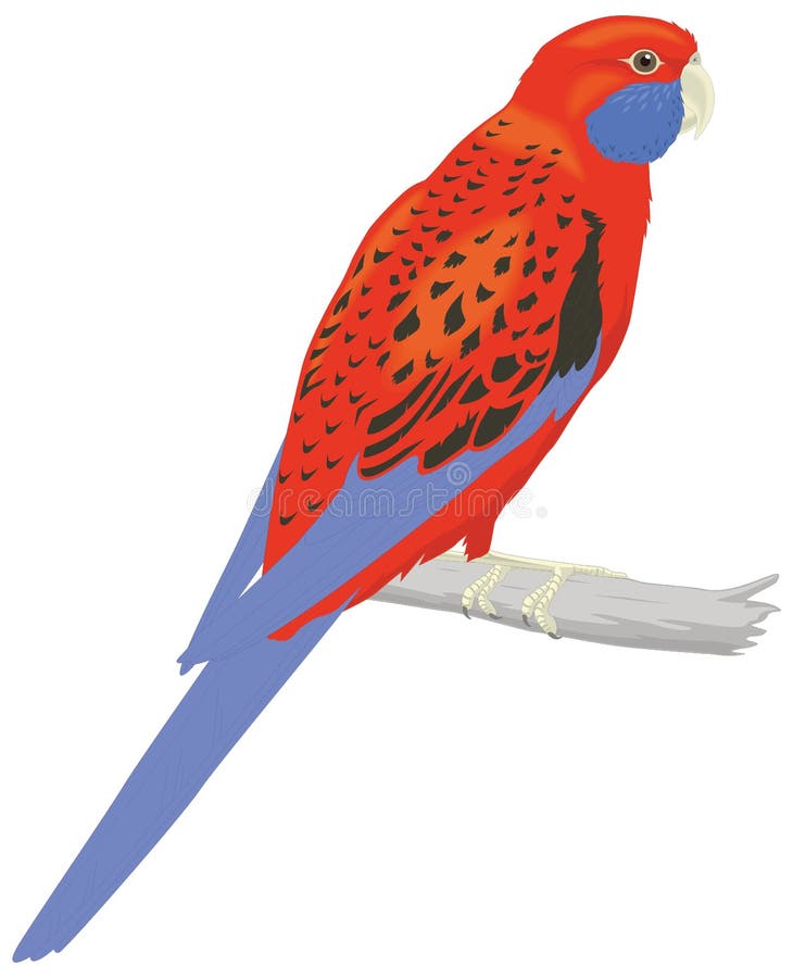 Crimson Rosella Parrot Bird Vector Illustration Transparent Background ...