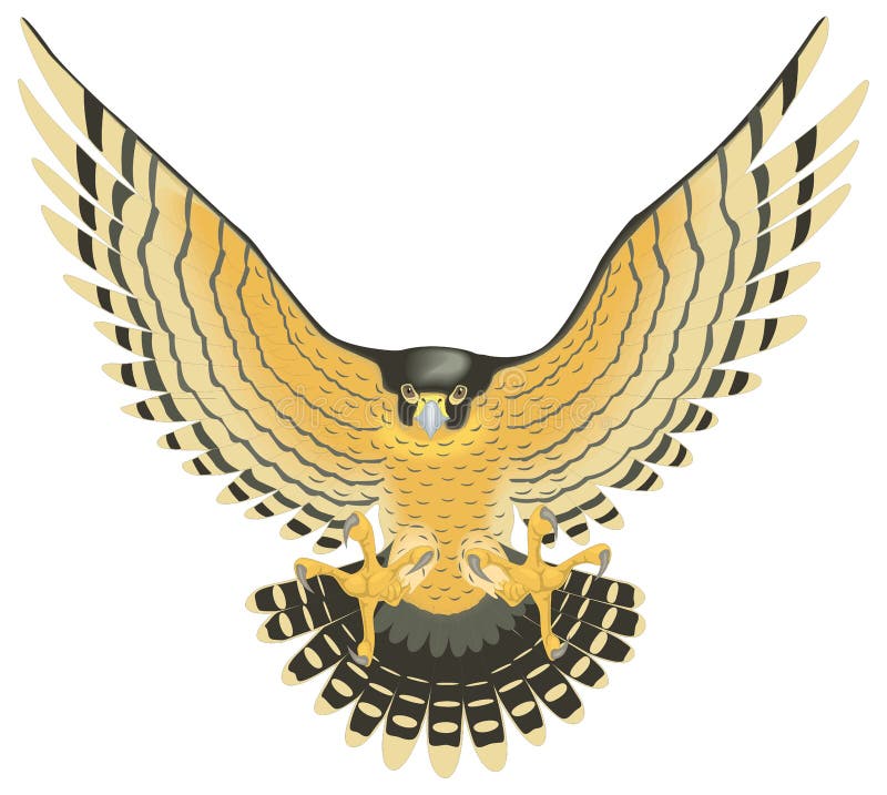 Falcon Eat Hunt Bird Vector Illustration Transparent Background Stock ...