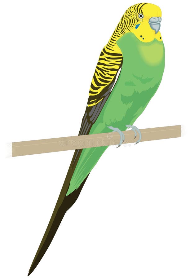 Cartoon Parakeet Stock Illustrations – 2,067 Cartoon Parakeet Stock ...