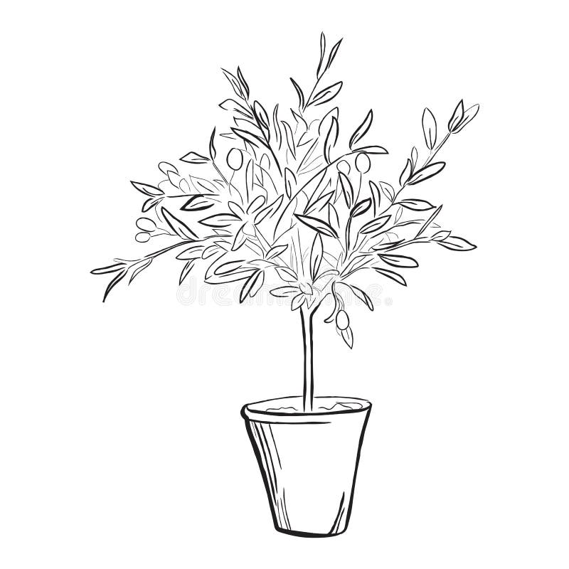 Print Line Art of Olive Tree in Pot. Vector Illustration. Stock Vector ...