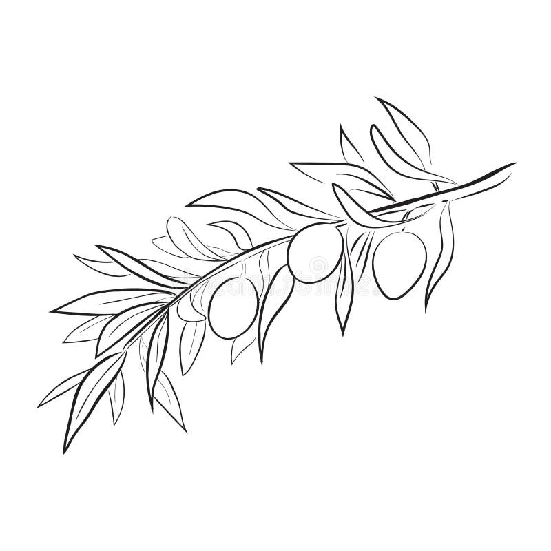 Print Line Art Drawing of Olive Branch. Vector Illustration Stock ...