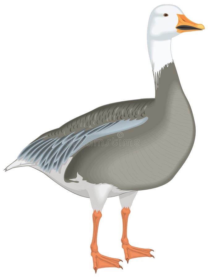 Canada Goose Cartoon Stock Illustrations – 332 Canada Goose Cartoon ...