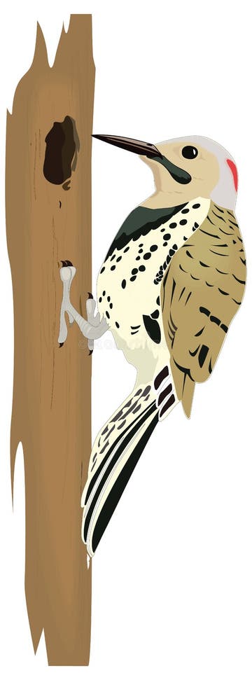 Northern Flicker Stock Illustrations – 149 Northern Flicker Stock ...