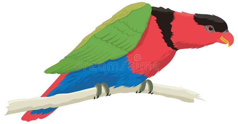 Cartoon Lorikeet Rainbow Stock Illustrations – 28 Cartoon Lorikeet ...
