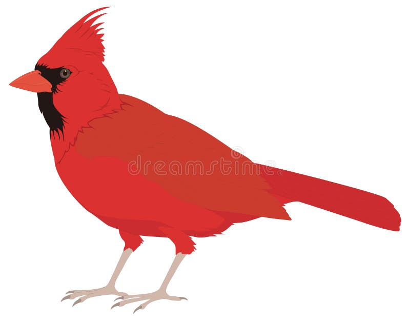 Funny Cardinal Bird Stock Illustrations – 282 Funny Cardinal Bird Stock ...