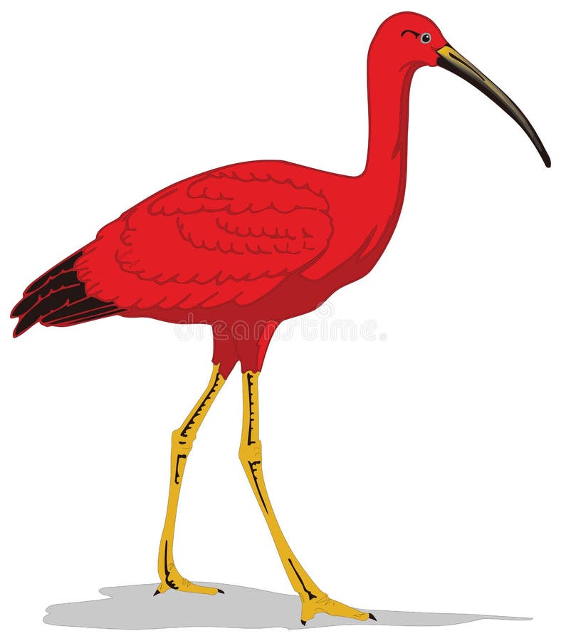 Red Scarlet Ibis Bird Vector Illustration Transparent Background Stock ...