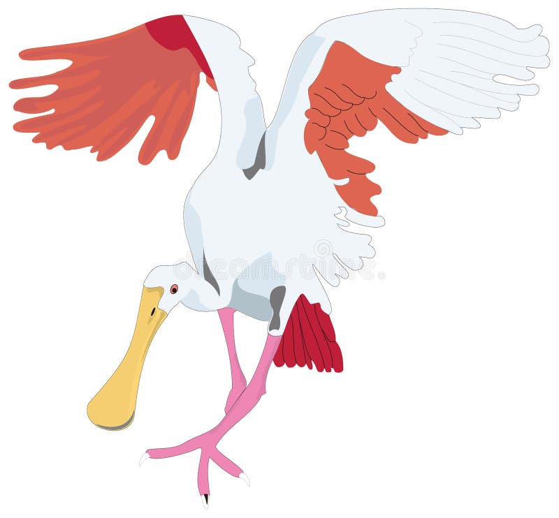 Spoonbill Bird Stock Illustrations – 171 Spoonbill Bird Stock ...