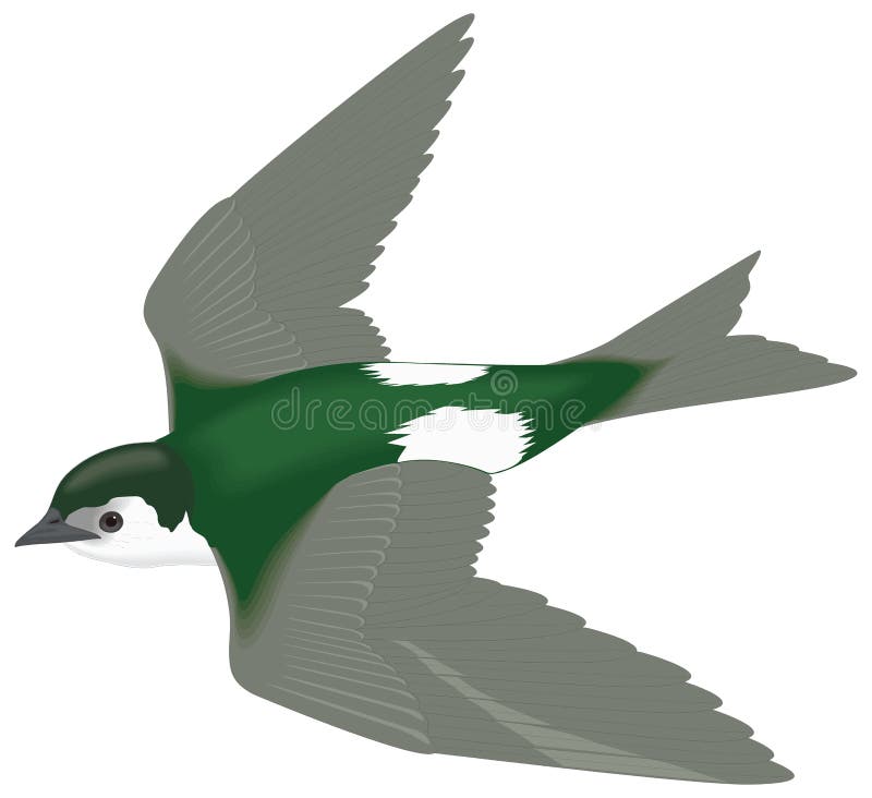 Violet Green Swallow Bird Vector Illustration Transparent Background ...