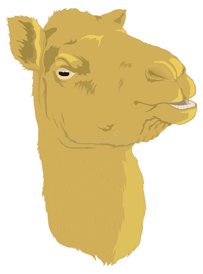 Cartoon Camel Face