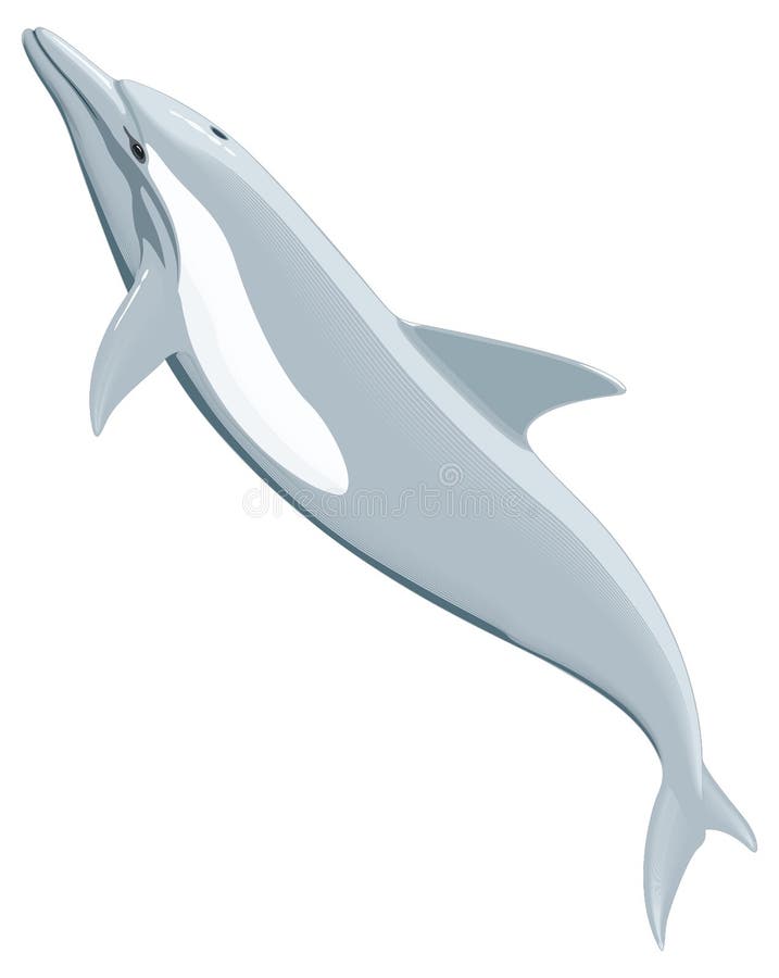 Common Dolphin Animal Vector Illustration Transparent Background Stock ...