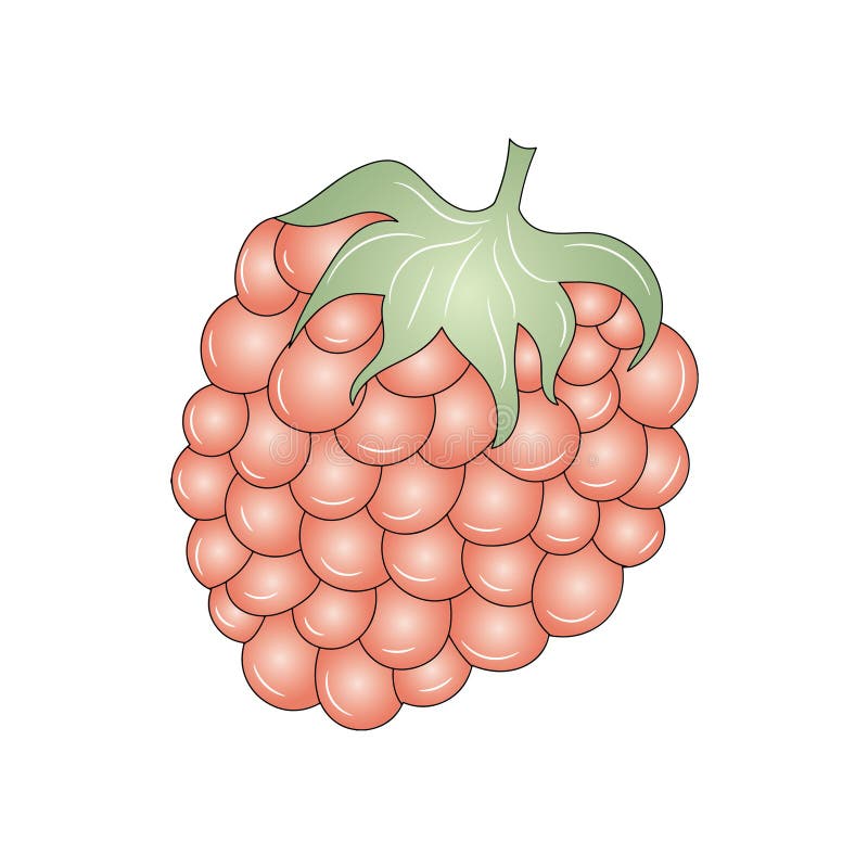 Simple Raspberries Vector Illustration Stock Vector - Illustration of ...