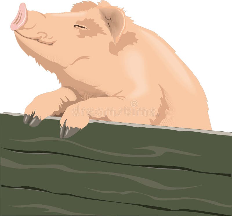Pig Stand on the Fence Animal Vector Illustration Transparent ...