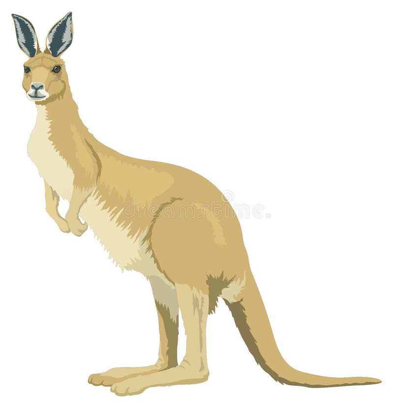 Kangaroo Stand Stock Illustrations – 695 Kangaroo Stand Stock ...