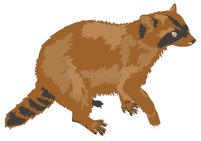 Wild Raccoon Transparent Background Stock Illustrations – 120 Wild ...