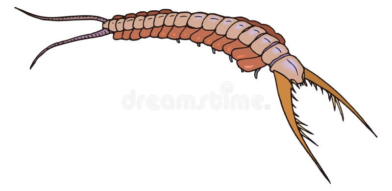 Arthropoda Stock Illustrations – 1,139 Arthropoda Stock Illustrations ...
