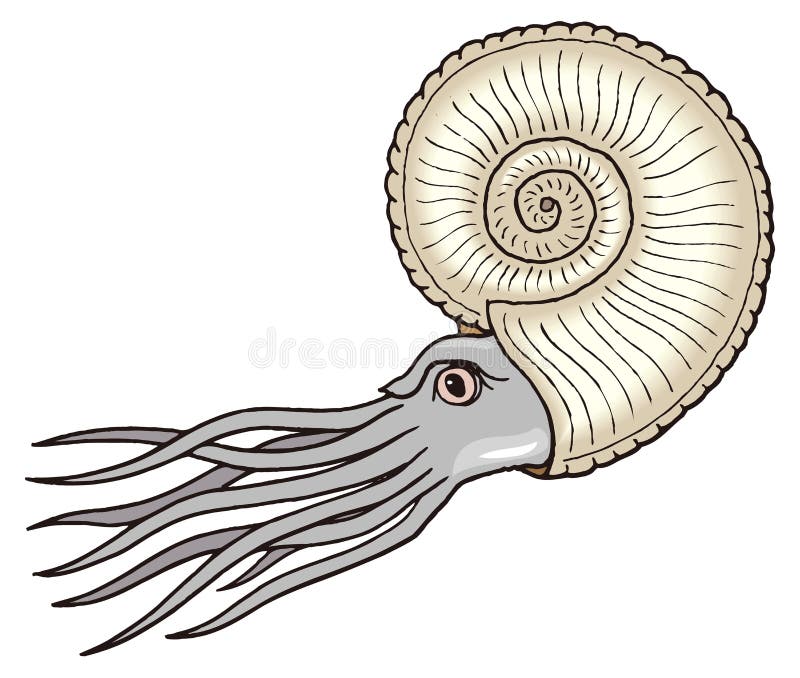 Ammonite Cartoon Stock Illustrations – 273 Ammonite Cartoon Stock ...