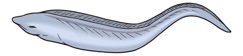 Lancelet Stock Illustrations – 16 Lancelet Stock Illustrations, Vectors ...