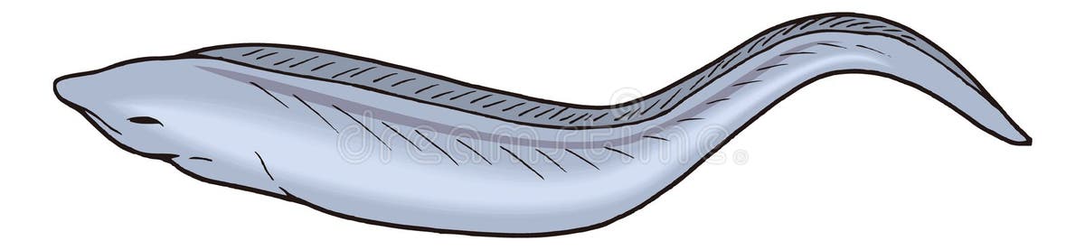 Lancelet Stock Illustrations – 16 Lancelet Stock Illustrations, Vectors ...