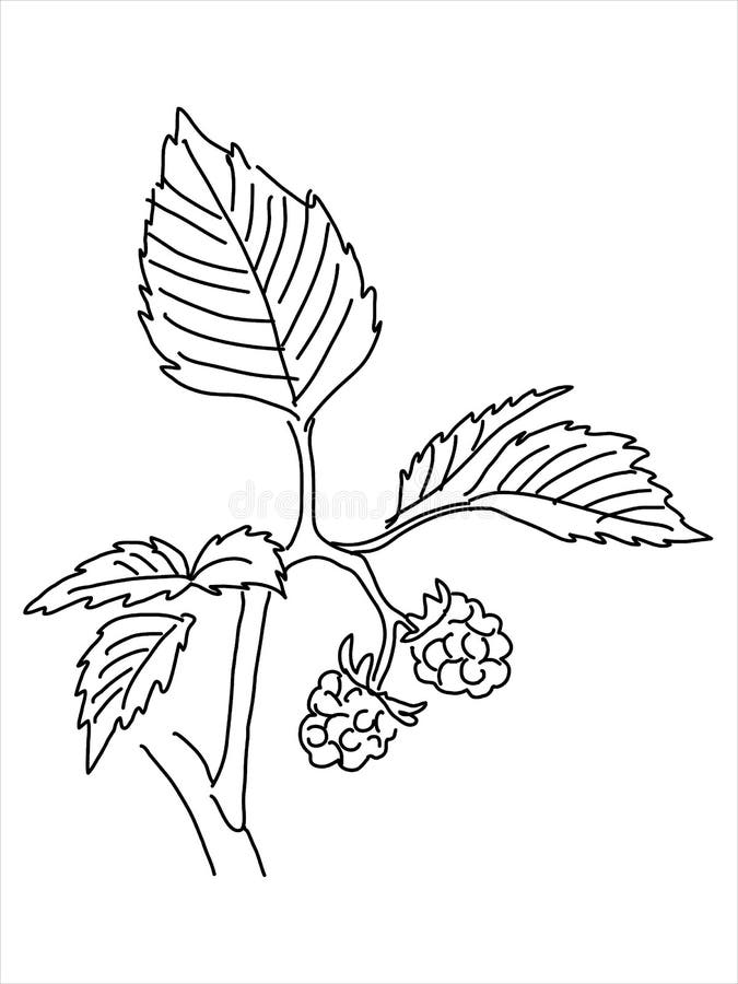 Raspberry Leaf in the Doodle Style Stock Vector - Illustration of ...