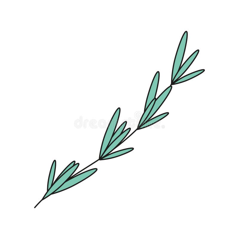 Hand Drawn Doodle Herb Art Design Element. Ð«prig of Rosemary Stock ...