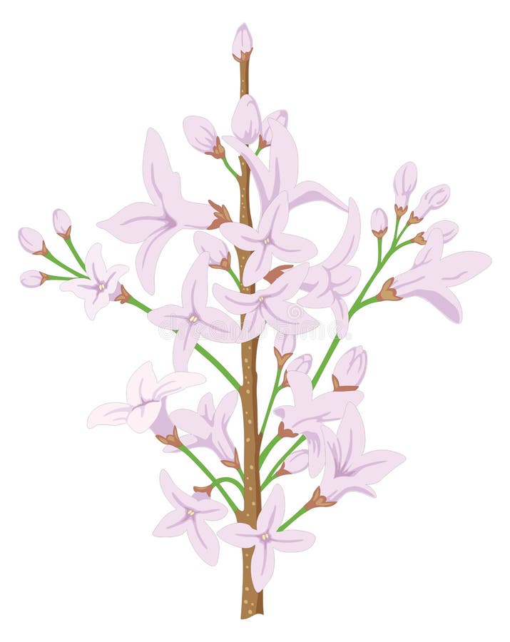 Lylac Stock Illustrations – 44 Lylac Stock Illustrations, Vectors ...