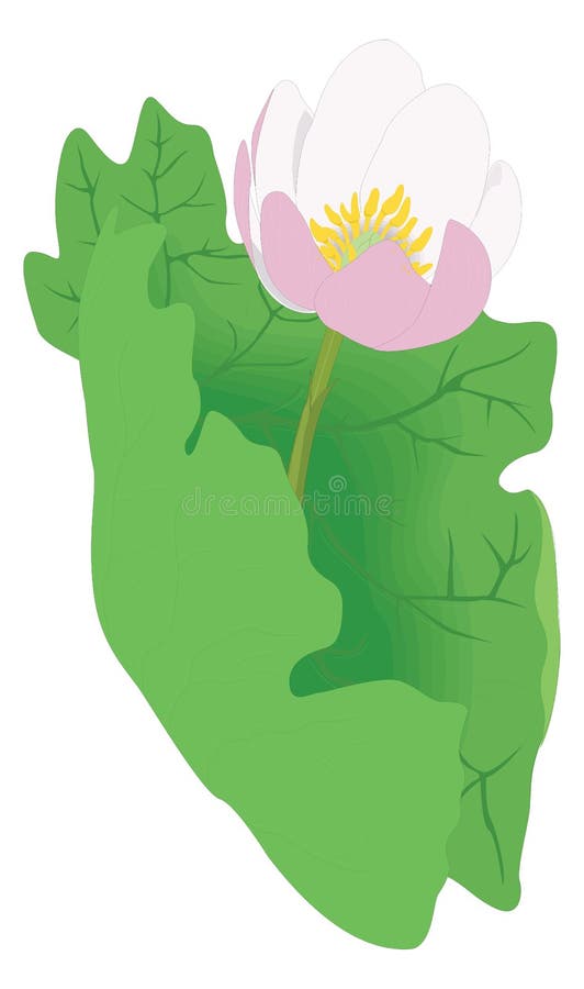 Bloodroot Vector Stock Illustrations – 94 Bloodroot Vector Stock ...