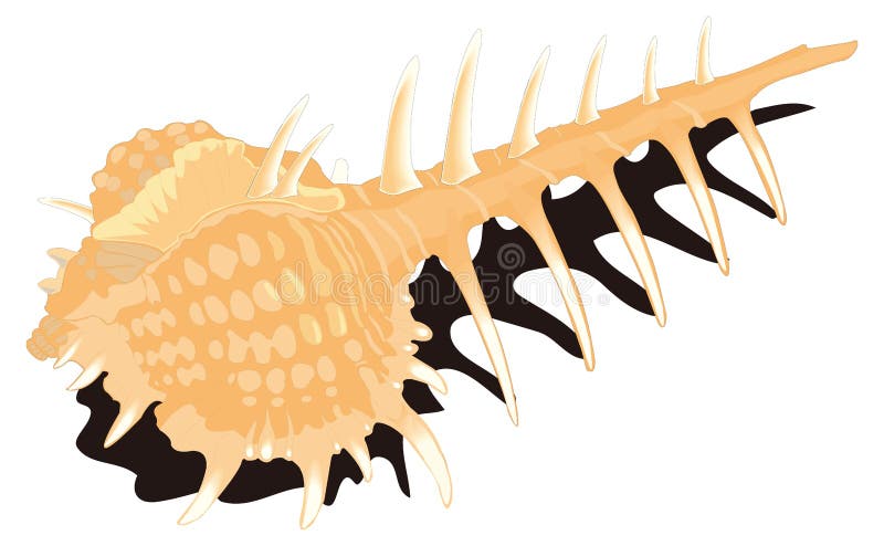 Cabrits Murex Shell Vector Illustration Transparent Background Stock ...