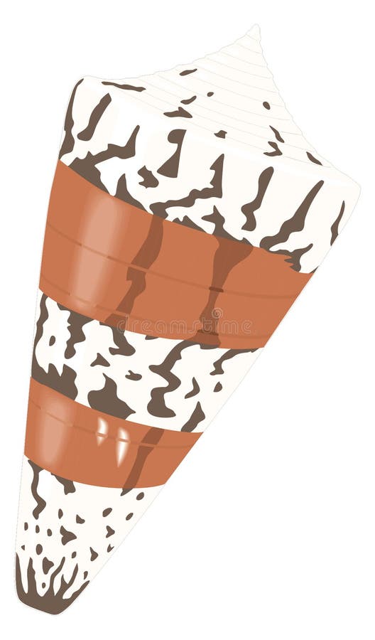 Cone Shell Vector Illustration Transparent Background Stock Vector ...