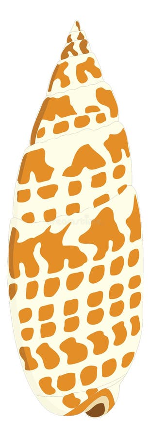 Miter Shell Vector Illustration Transparent Background Stock Vector ...