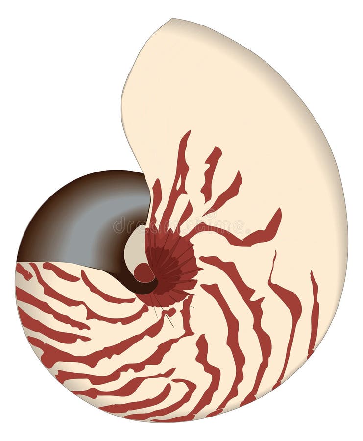 Nautilus Shell Vector Illustration Transparent Background Stock Vector ...
