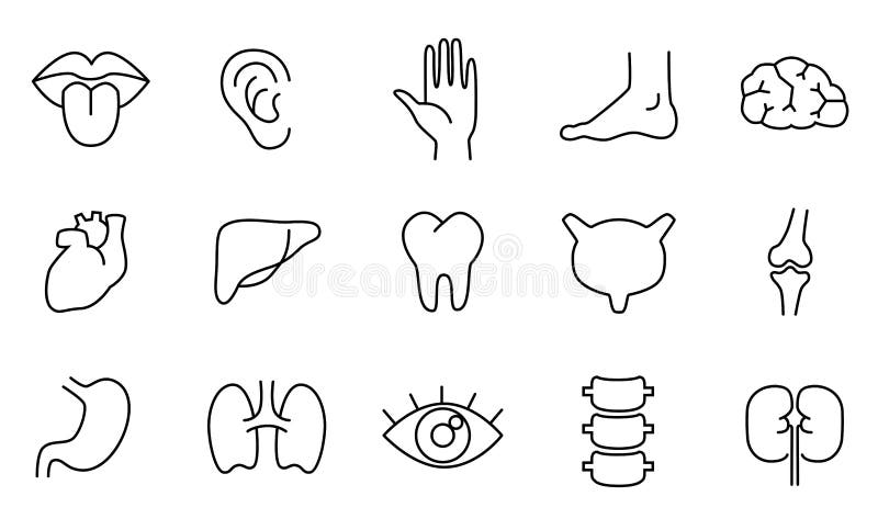 Human Body Parts, Organs - Vector Linear Icon Set. Stock Vector ...