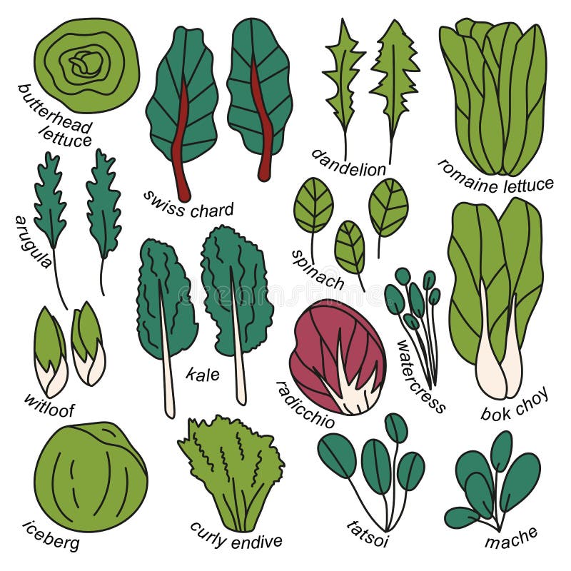 Lettuce Types Chart