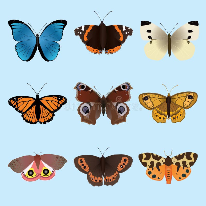 A Collection of Nine Butterflies on a Pale Blue Background Stock Vector ...