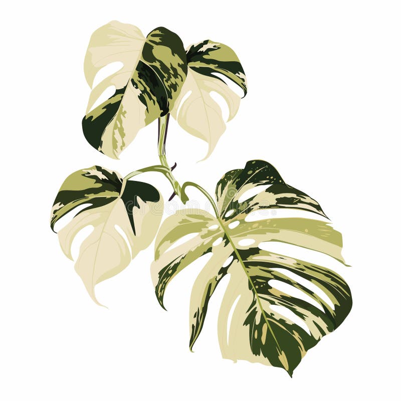 Colored Monstera Branch Illustration. Exotic Tropical Jungle Plant ...