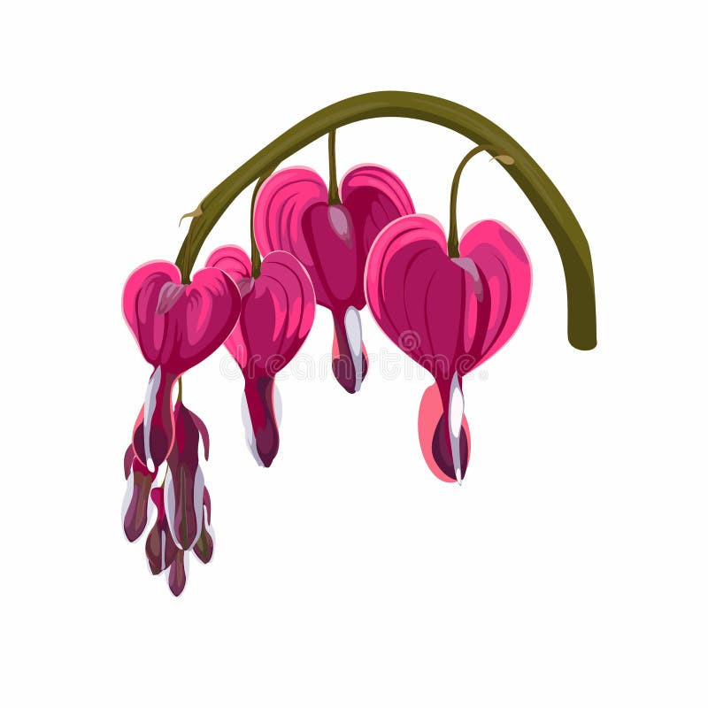 Bleeding Heart Flower Drawing