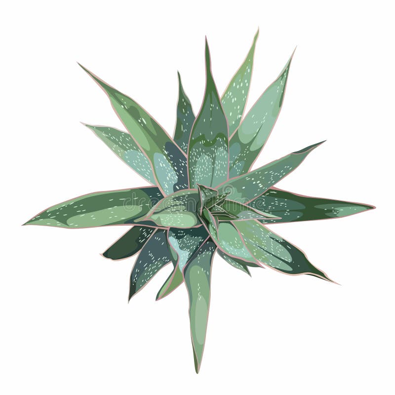 Adams Needle and Thread Yucca Filamentosa, Agave Plant. Hand Drawn ...