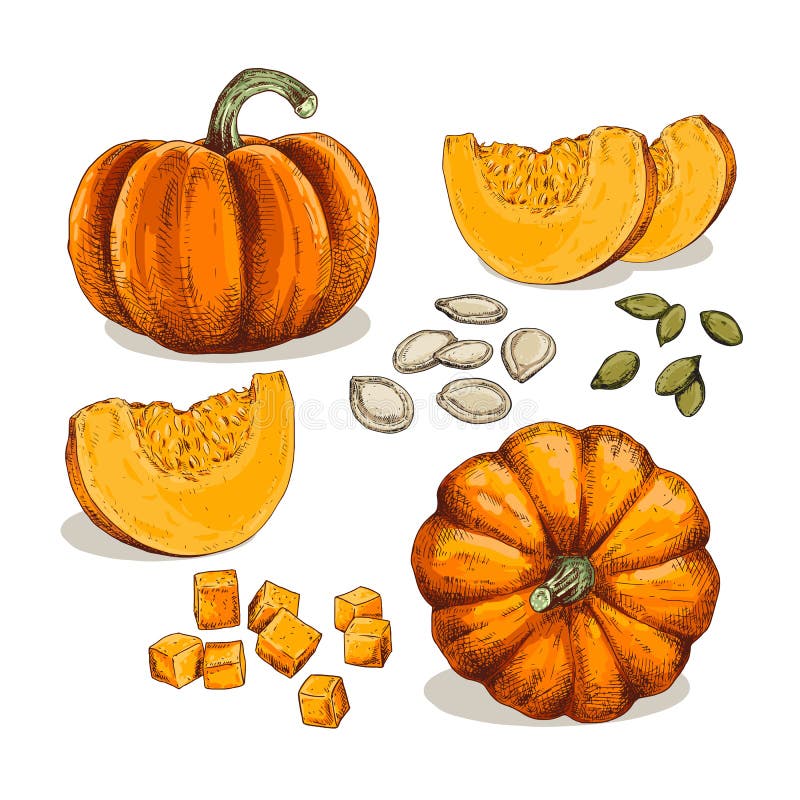 Hand Drawn Colorful Pumpkin. Set Sketches with Pieces Pumpkin, Cubes ...