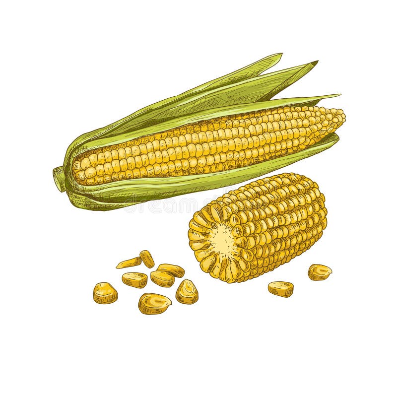 Hand Drawn Colorful Corn Isolated on White Background. Sketches with ...