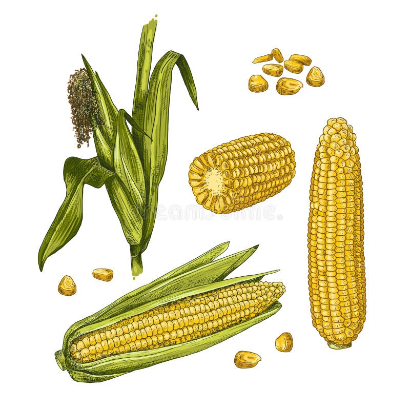 Hand Drawn Colorful Corn Isolated on White Background. Set Sketches ...
