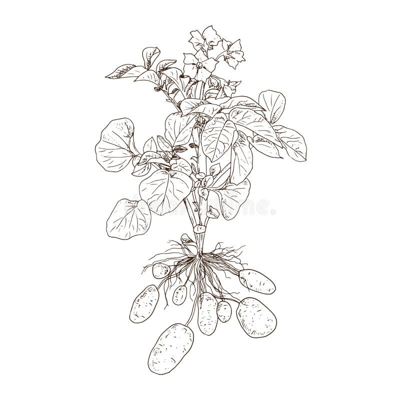 Potato Flower Drawing