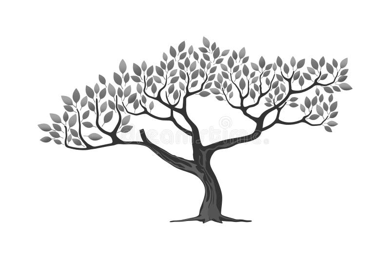 Hand Drawn Art of Acacia Tree Stock Vector - Illustration of leaves ...