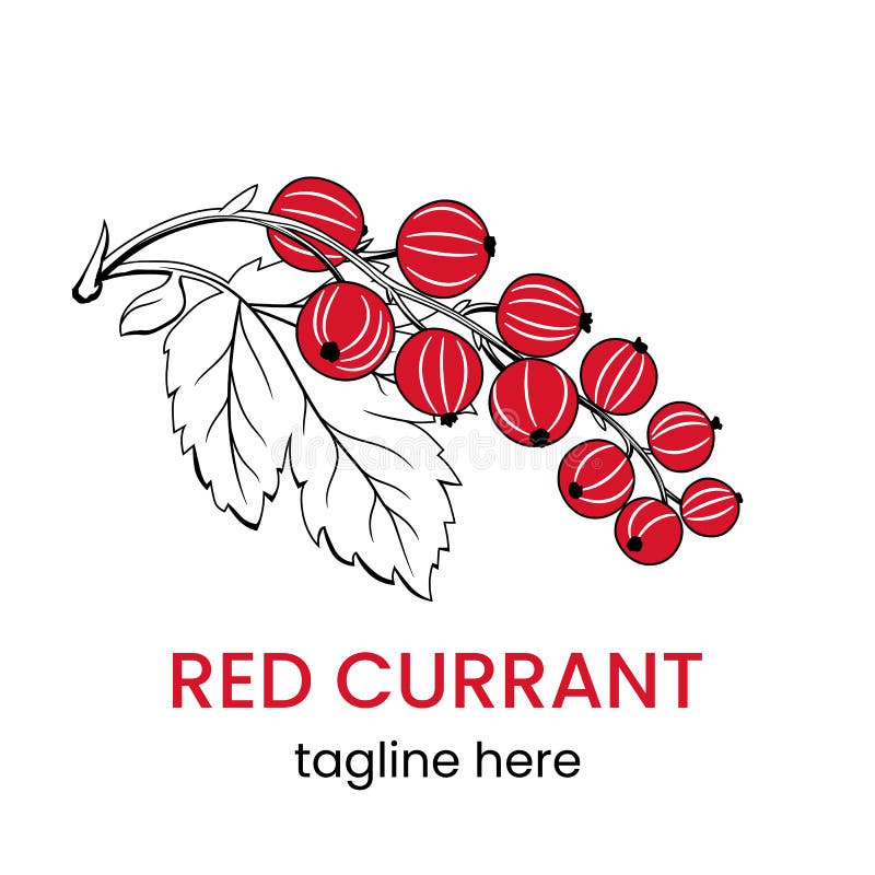 Red Currant Logo Template. Hand Drawn Currant Branch Stock Vector ...