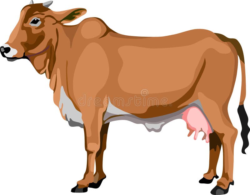Brahman Cow Farm Mammal Animal Vector Stock Vector - Illustration of ...