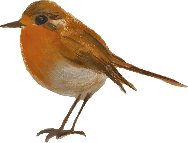 Robin. Cute European Bird. Hand Drawn Vector Illustration, Watercolor ...