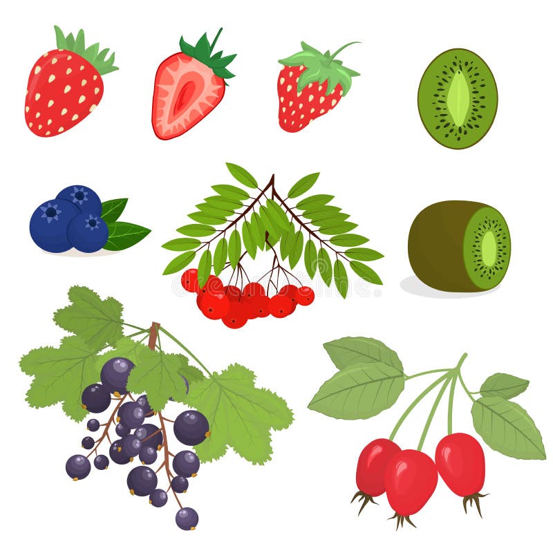 A Set of Vector Illustrations on the Subject of Berries Stock Vector ...