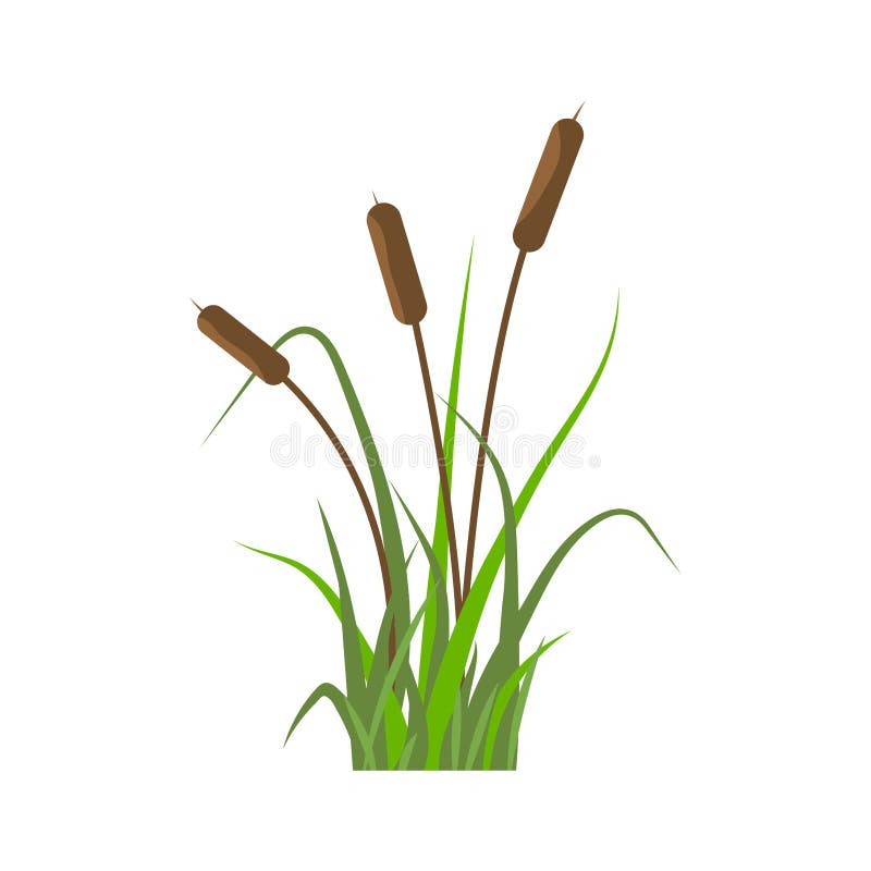 Reeds Icon, Plants on the River in the Green Grass. Stock Vector ...
