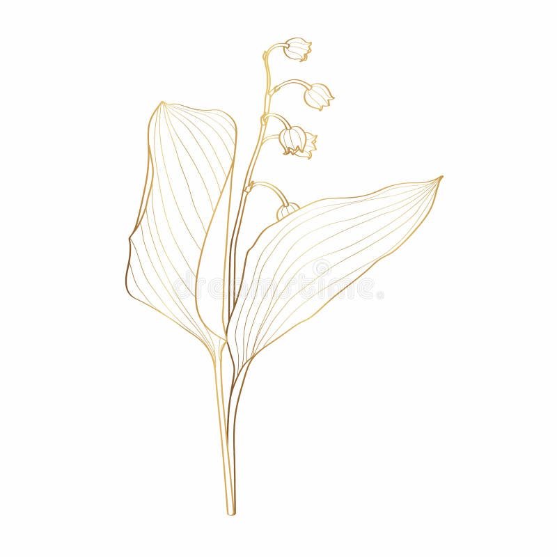 Mayflower Line Drawings Stock Illustrations – 2 Mayflower Line Drawings ...